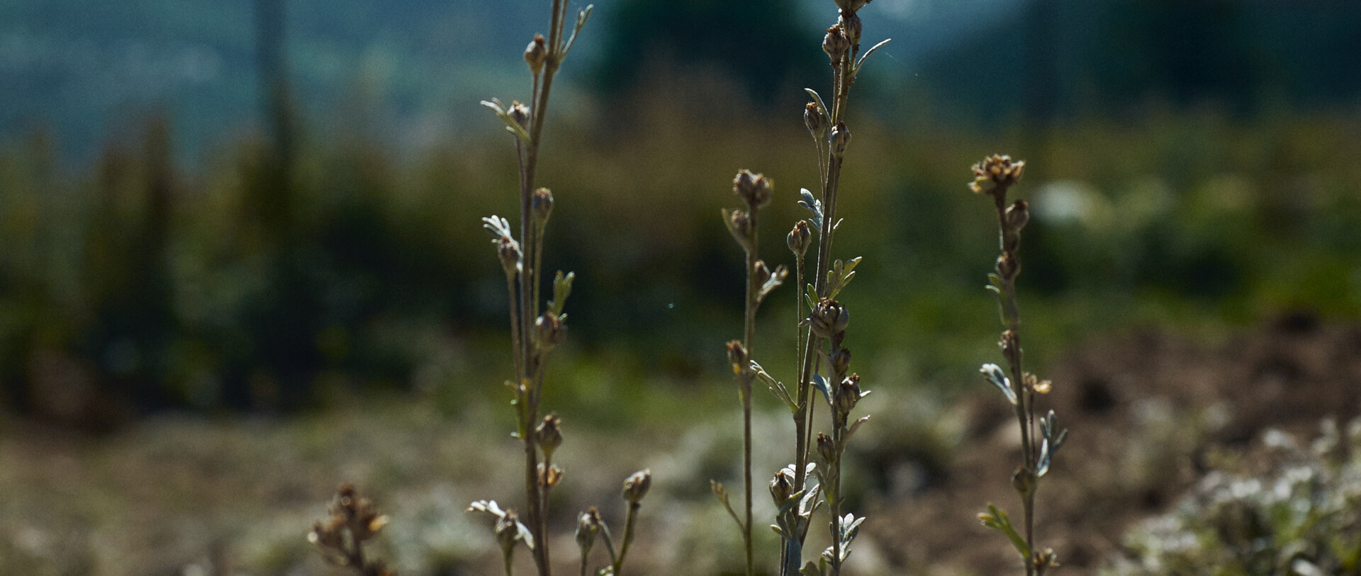 Qu'est-ce que le genepi ? | Distillerie Meunier
