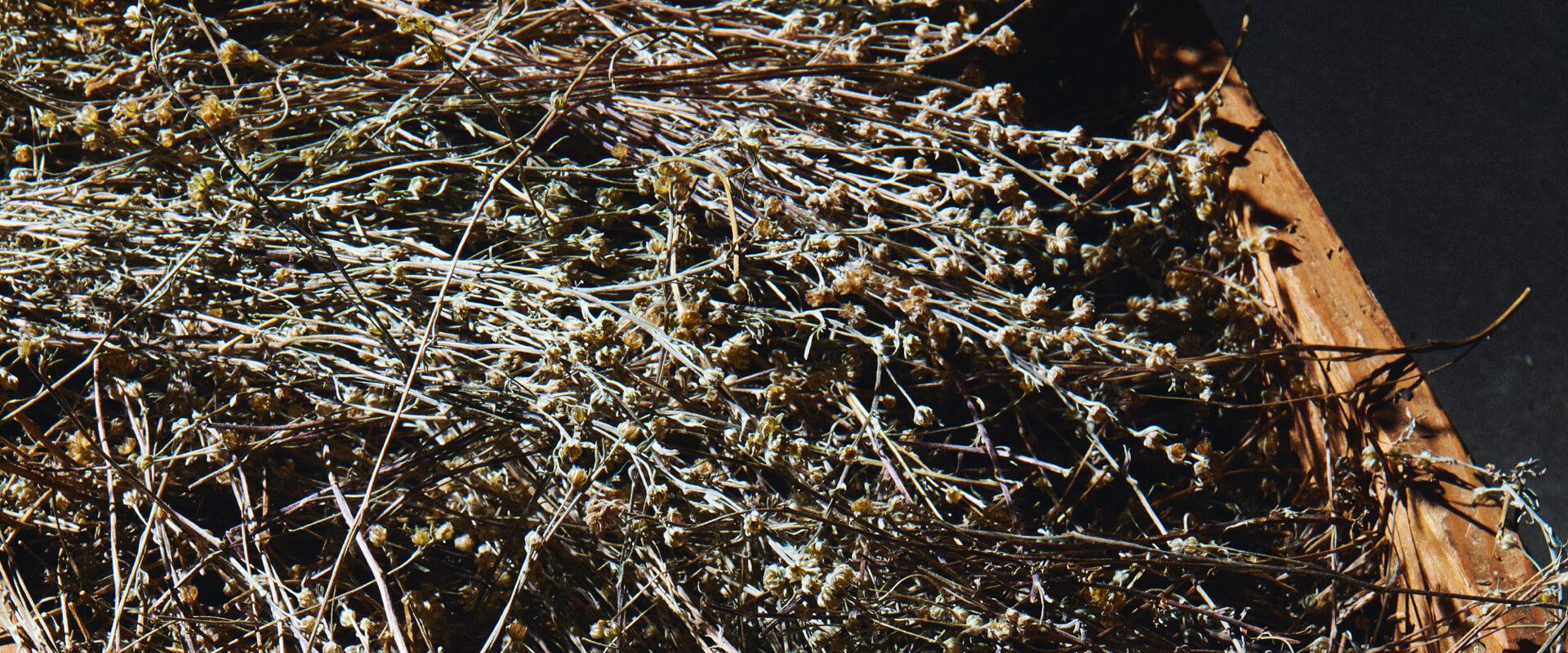 Qu'est-ce que le genepi ? | Distillerie Meunier