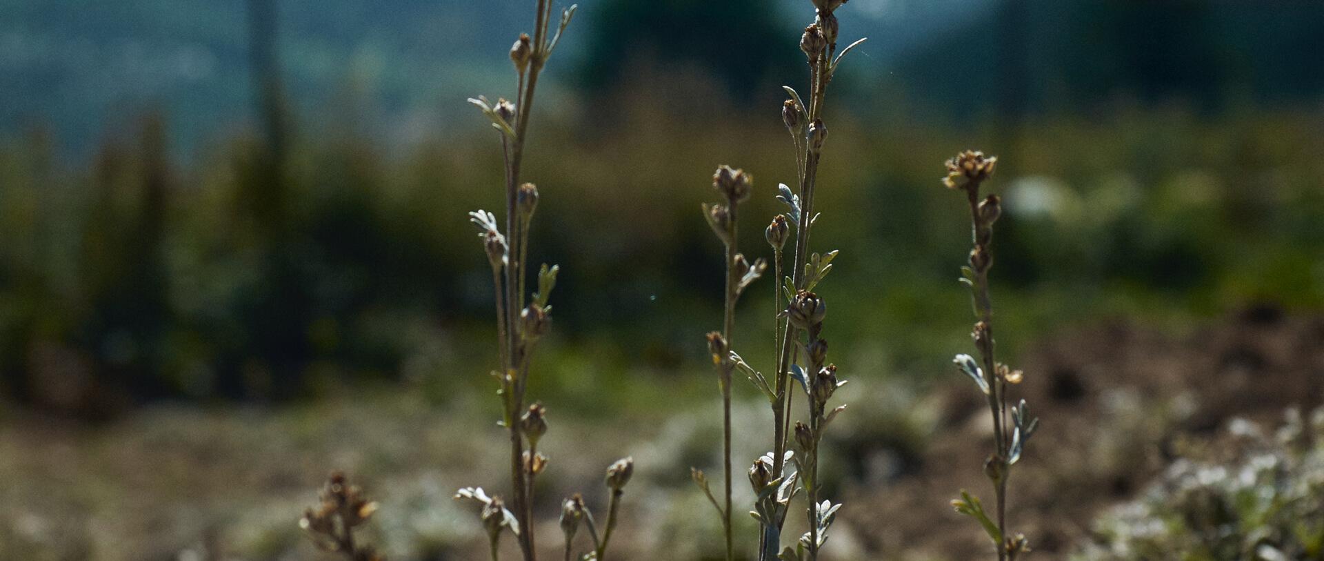 Qu'est-ce que le genepi ? | Distillerie Meunier